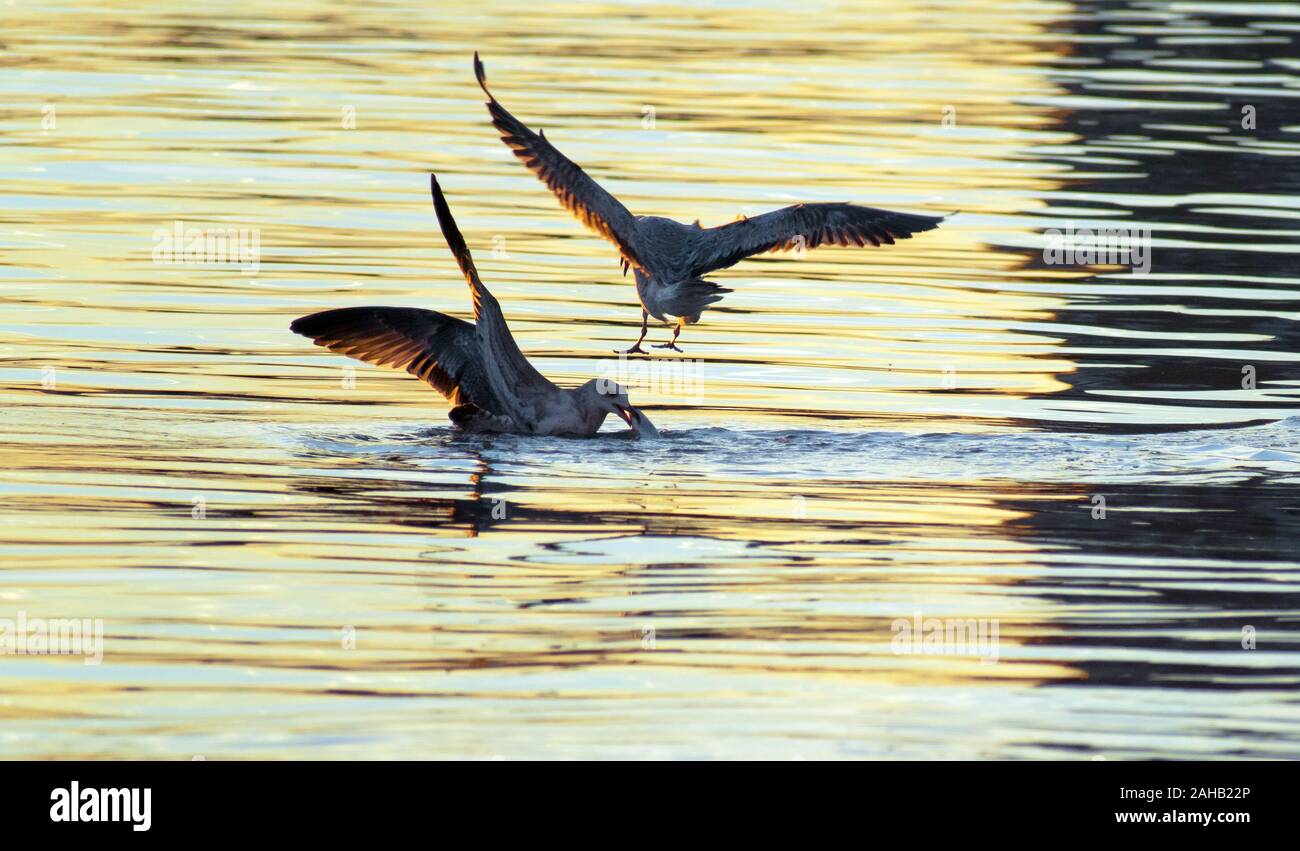 Flying Seagulls fighting over a fish in the mediterranean sea at ...