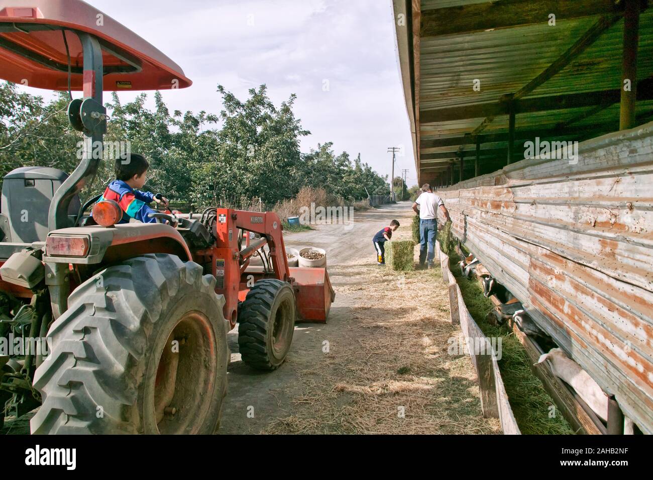 Dairy goat farm, five year old maneuvering Kubota tractor, father with ...