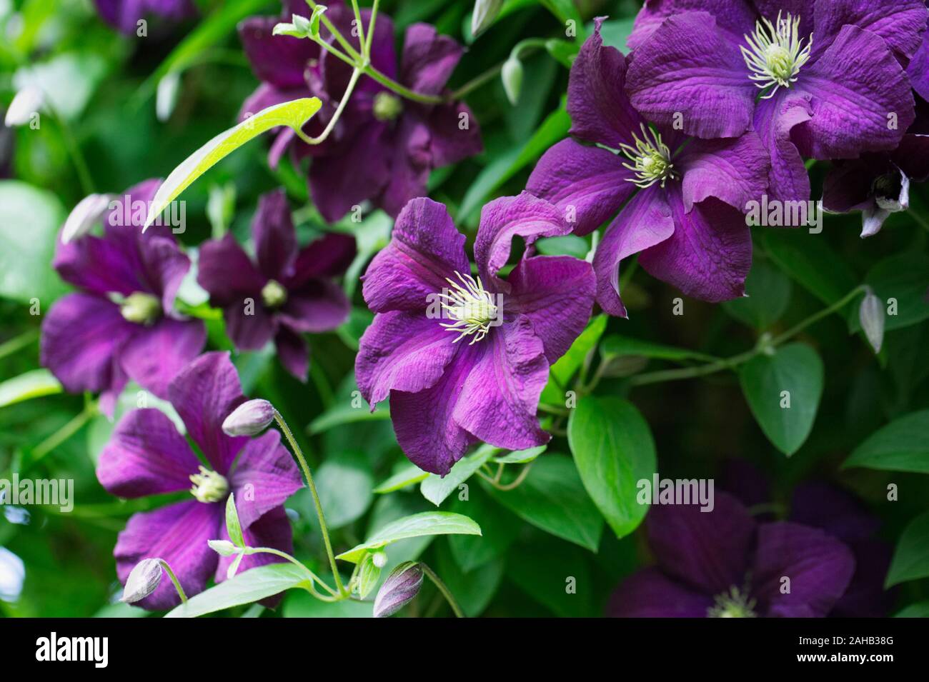 Clematis etoile violette hi-res stock photography and images - Alamy