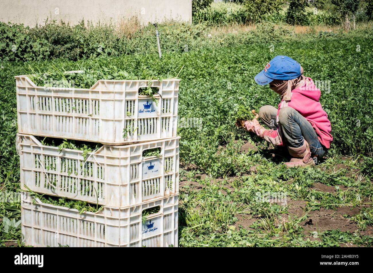 Taman (10 year old) picking parsley, girl, day laborer, child labour ...