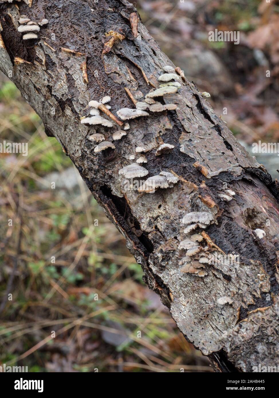 Split gill (Schizophyllum commune) growing in Görvälns naturreservat ...