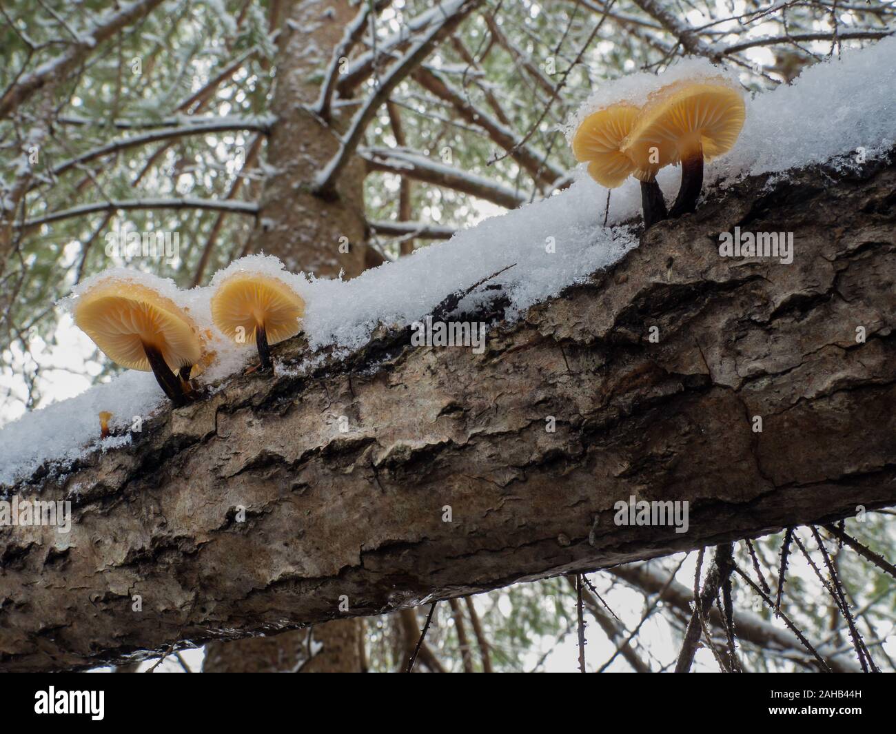 Basidiomycota hi-res stock photography and images - Alamy