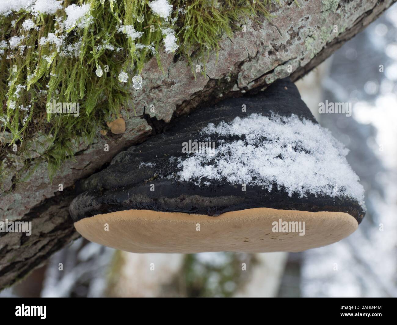 Phellinus sp. growing in Görvälns naturreservat, Sweden Stock Photo - Alamy