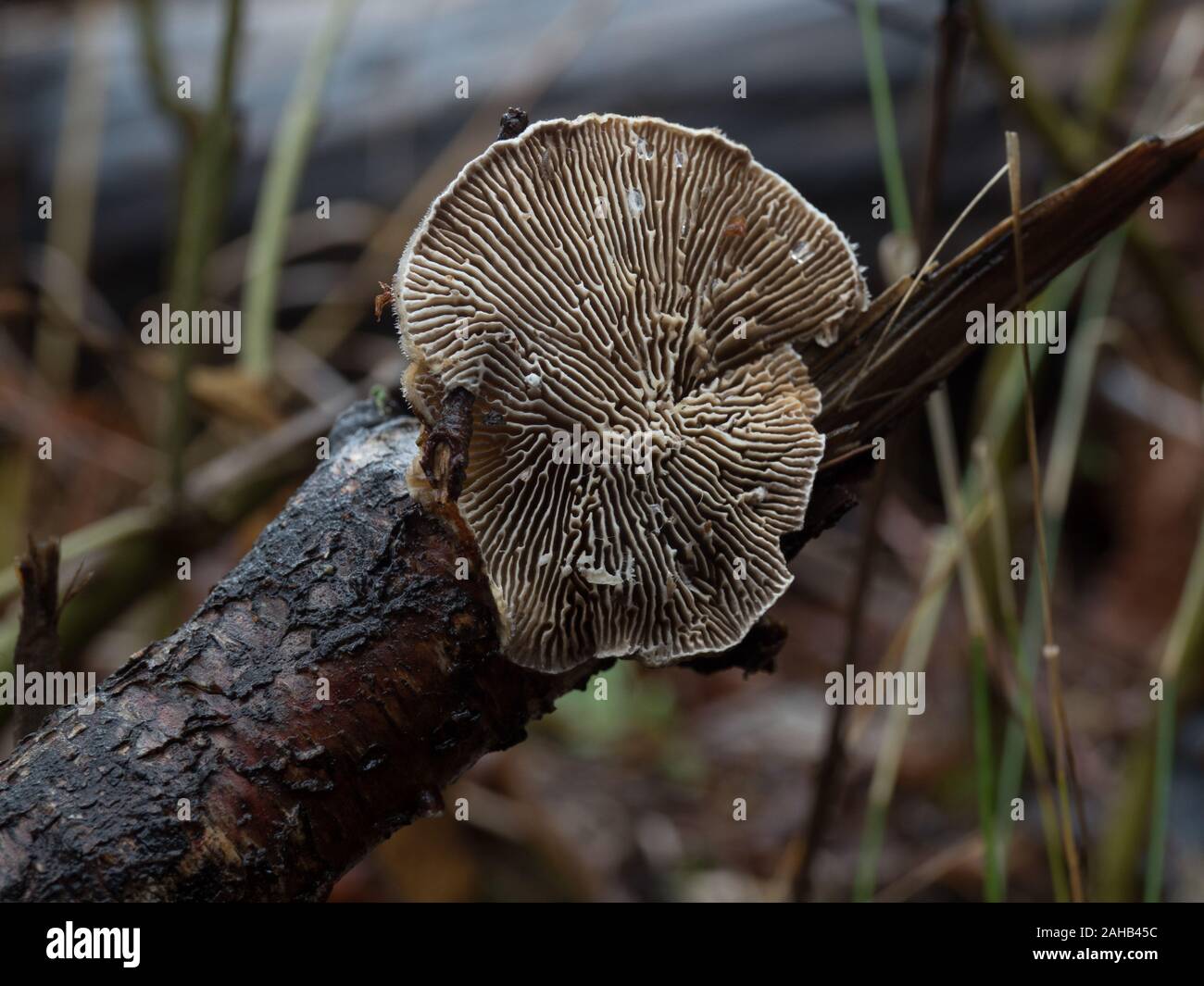 Polyporaceae hi-res stock photography and images - Alamy