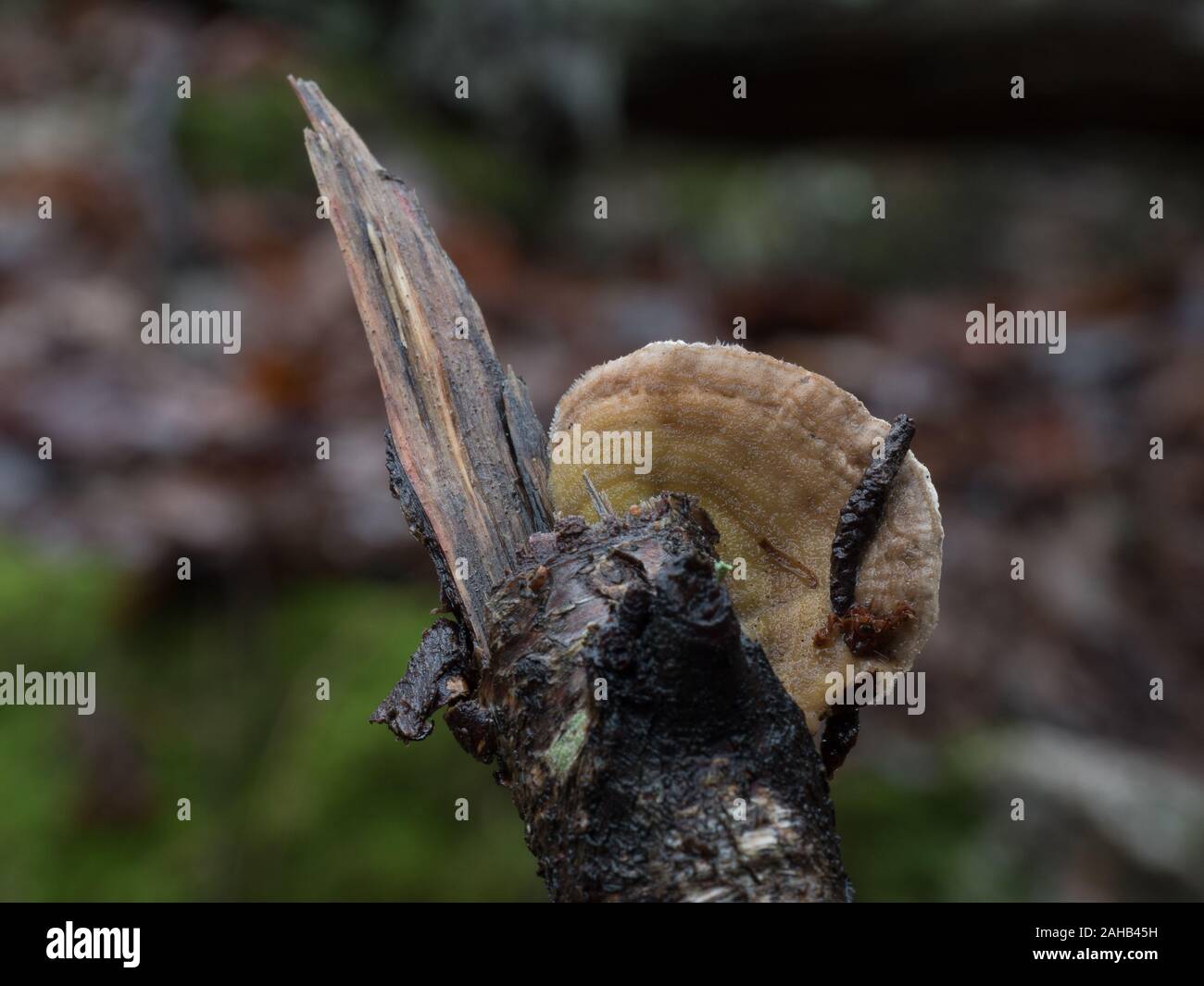 Polyporaceae hi-res stock photography and images - Alamy