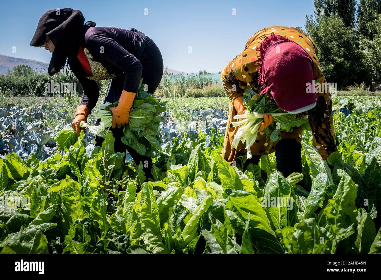 Sahar at right and Houriye at left, both 15 years old, Girls picking ...