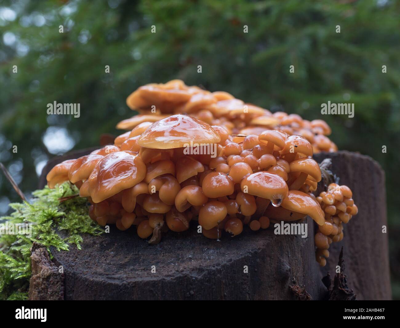 Velvet foot mushroom also known as winter mushroom (Flammulina ...