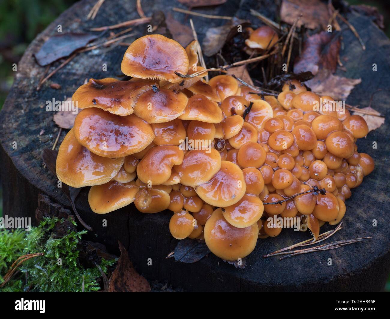 Velvet foot mushroom also known as winter mushroom (Flammulina ...