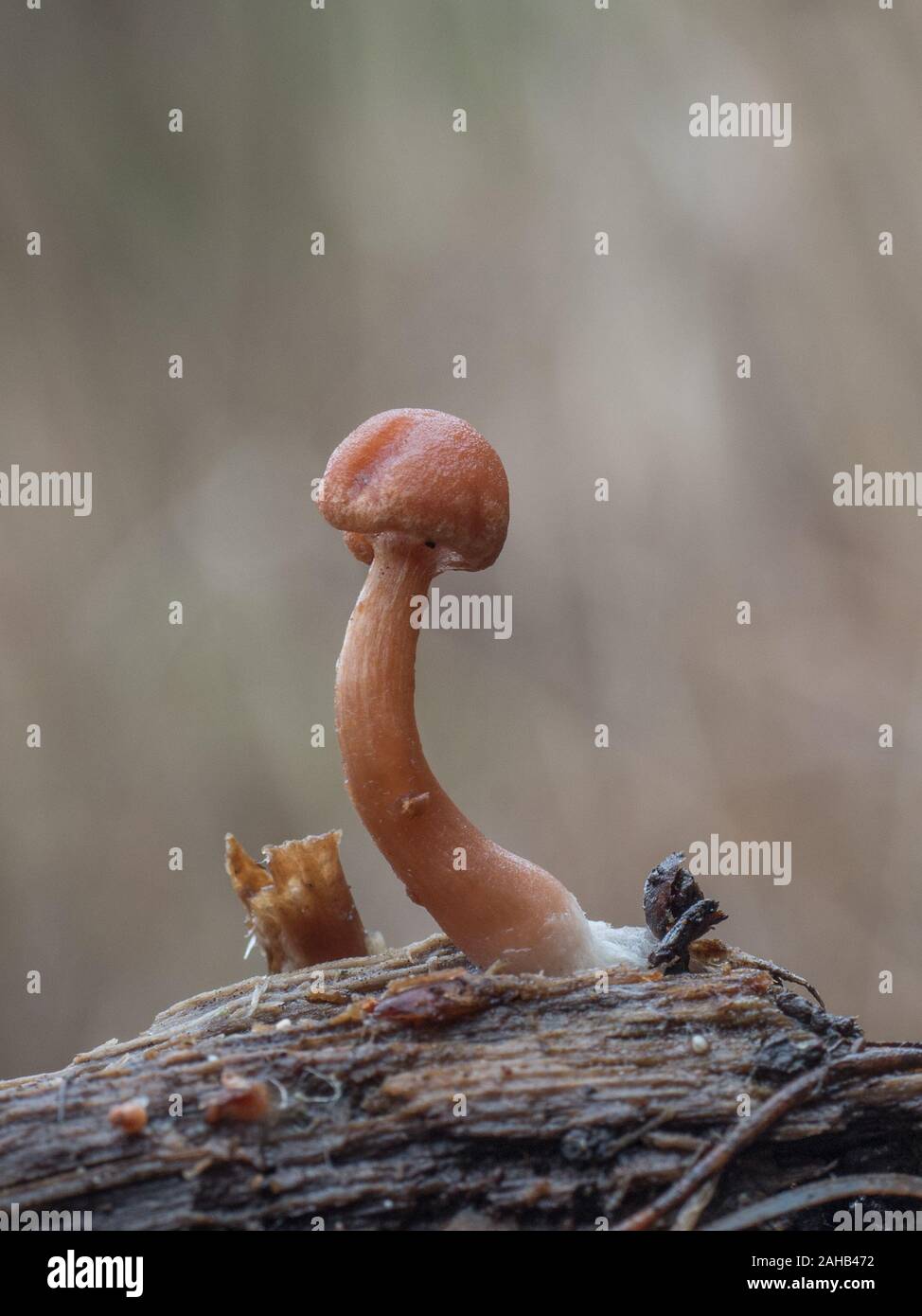 Scurfy twiglet tubaria furfuracea hi-res stock photography and images ...