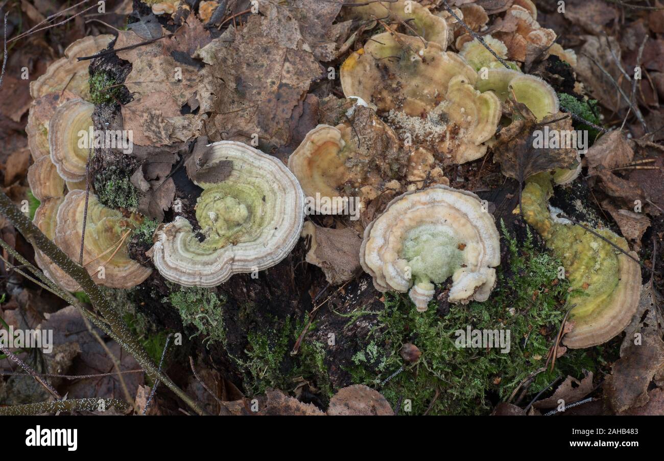Lenzites betulina hi-res stock photography and images - Alamy