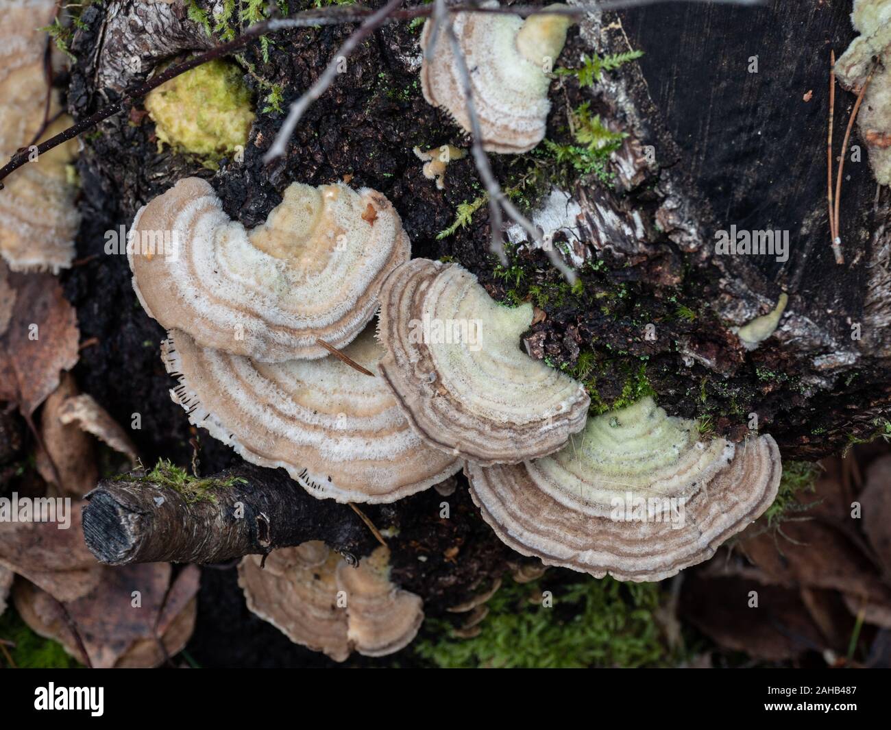 Lenzites betulina (Trametes betulina) known by common names gilled ...