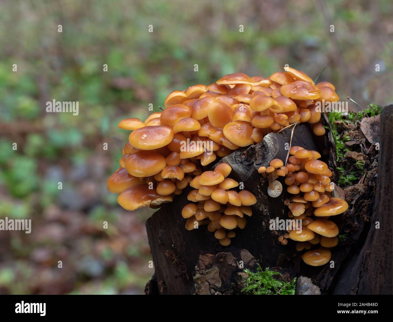Velvet foot mushroom also known as winter mushroom (Flammulina ...