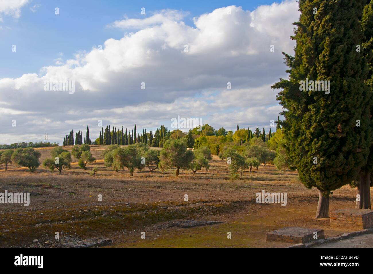 Green pine and cypress trees in ancient square in roman city Italica ...