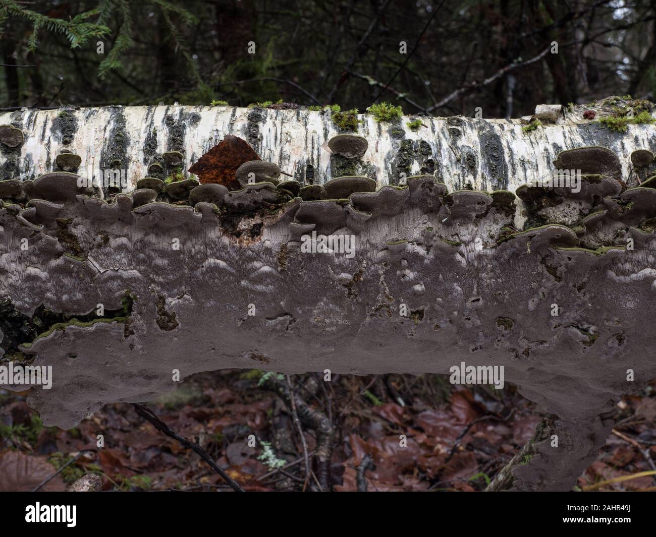 Cerrena unicolor, commonly known as the mossy maze polypore, is a ...