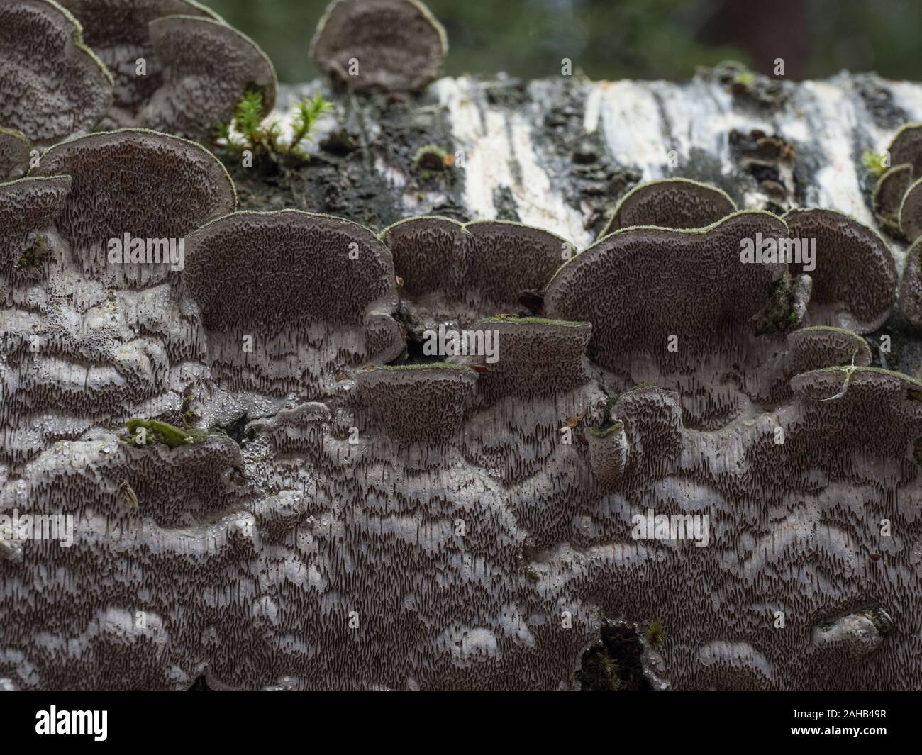 Cerrena unicolor, commonly known as the mossy maze polypore, is a ...