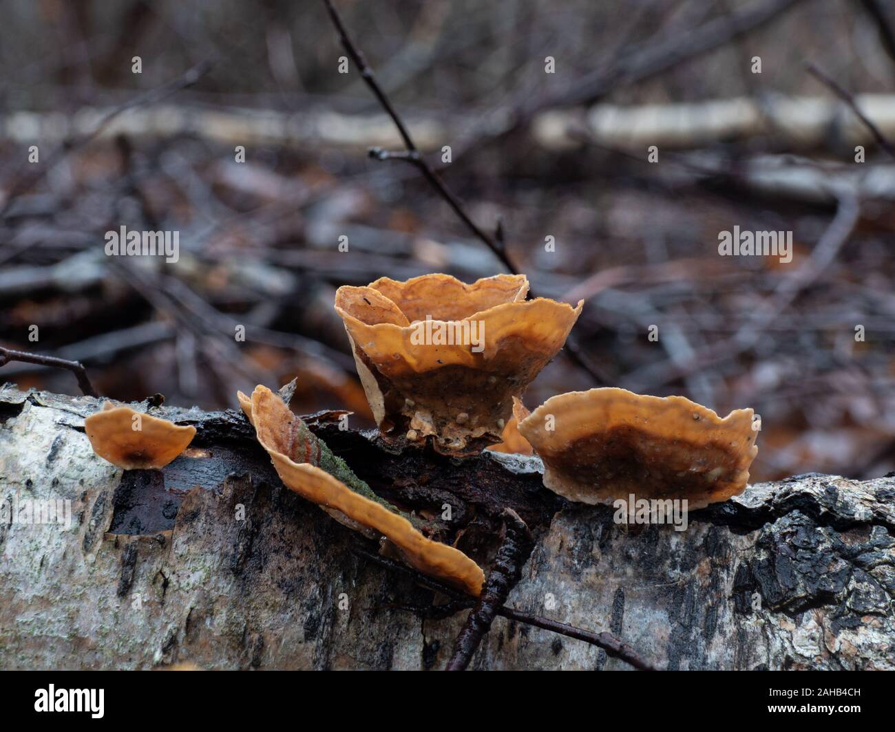 Stereum subtomentosum (Yellowing Curtain Crust) growing in Görvälns ...