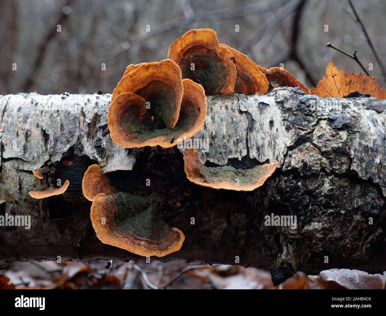 Stereum subtomentosum (Yellowing Curtain Crust) growing in Görvälns ...