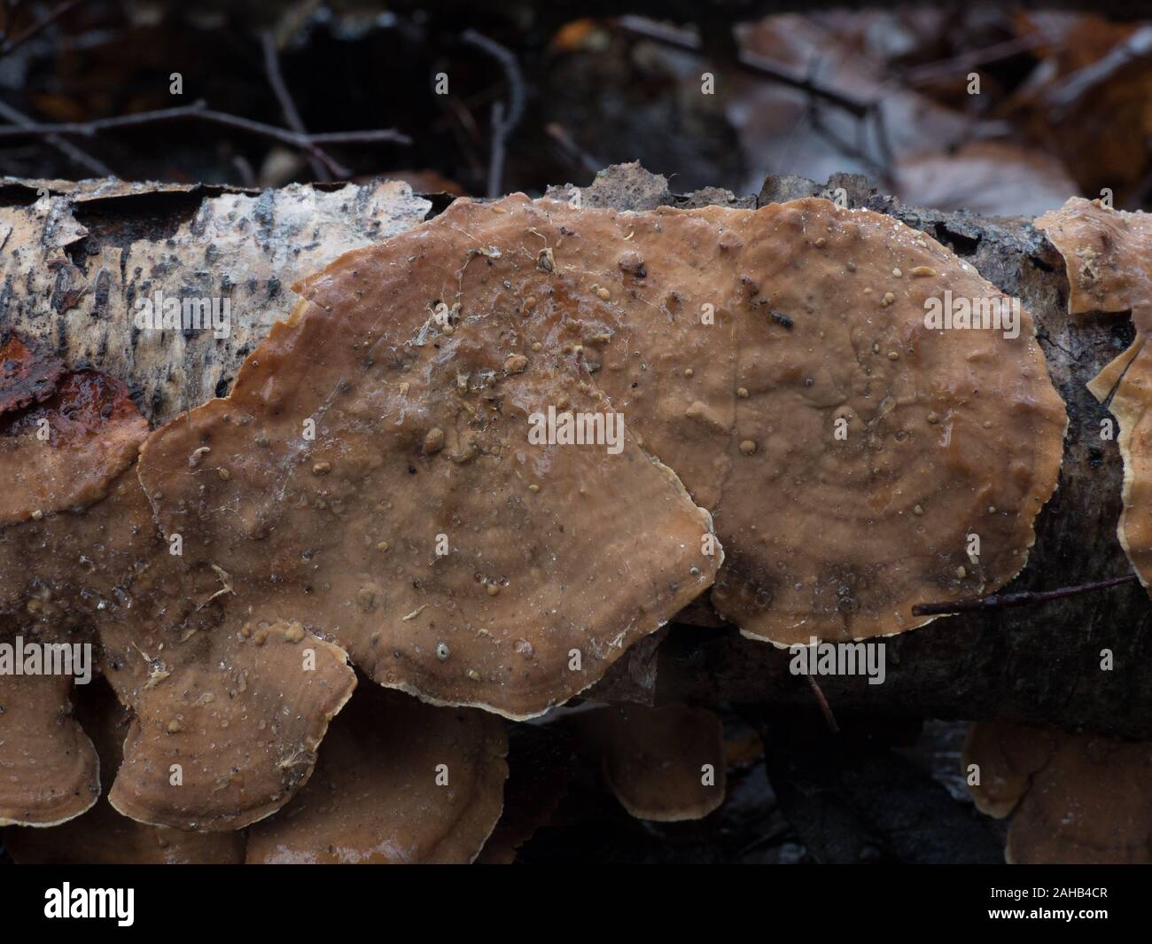 Stereaceae hi-res stock photography and images - Alamy