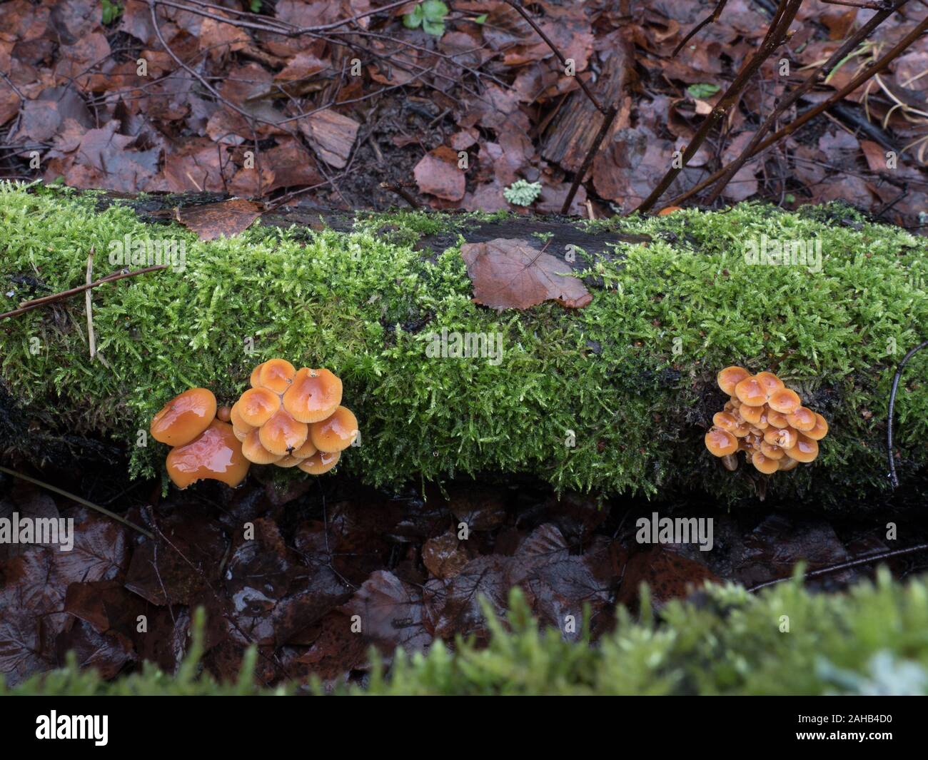 Velvet foot mushroom also known as winter mushroom (Flammulina ...