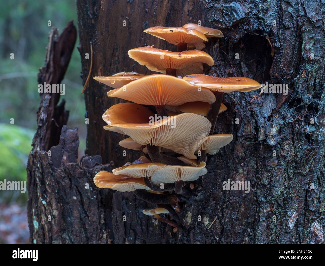 Velvet foot mushroom also known as winter mushroom (Flammulina ...