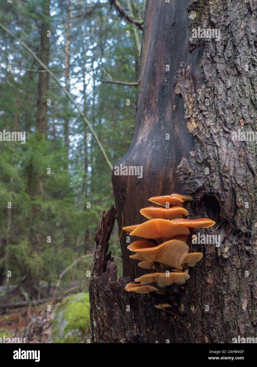Velvet foot mushroom also known as winter mushroom (Flammulina ...