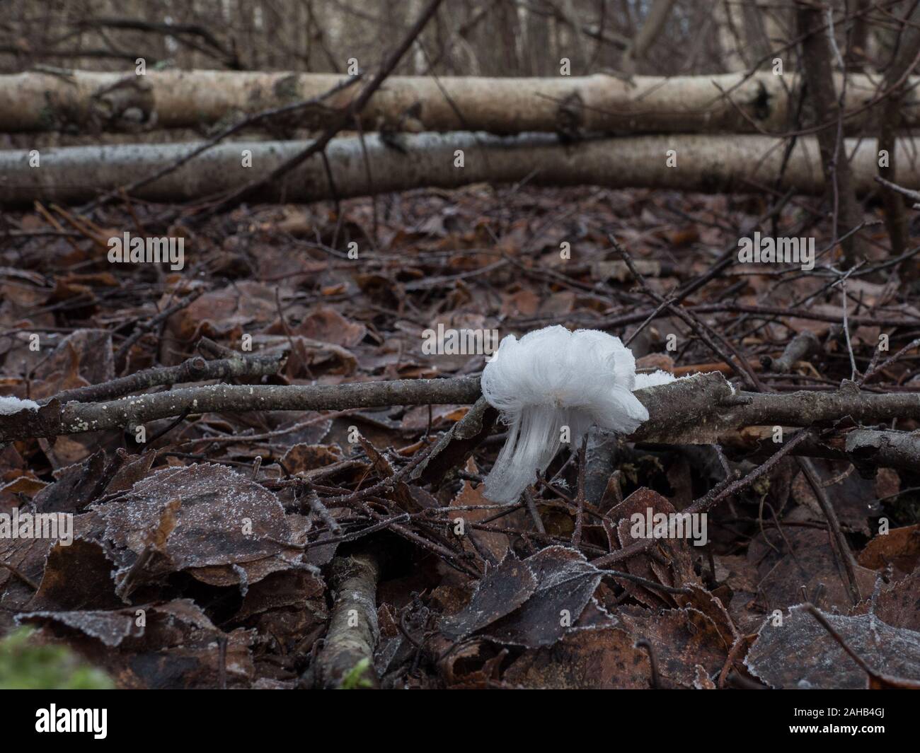 Hair ice, also known as ice wool or frost beard, is a type of ice that ...