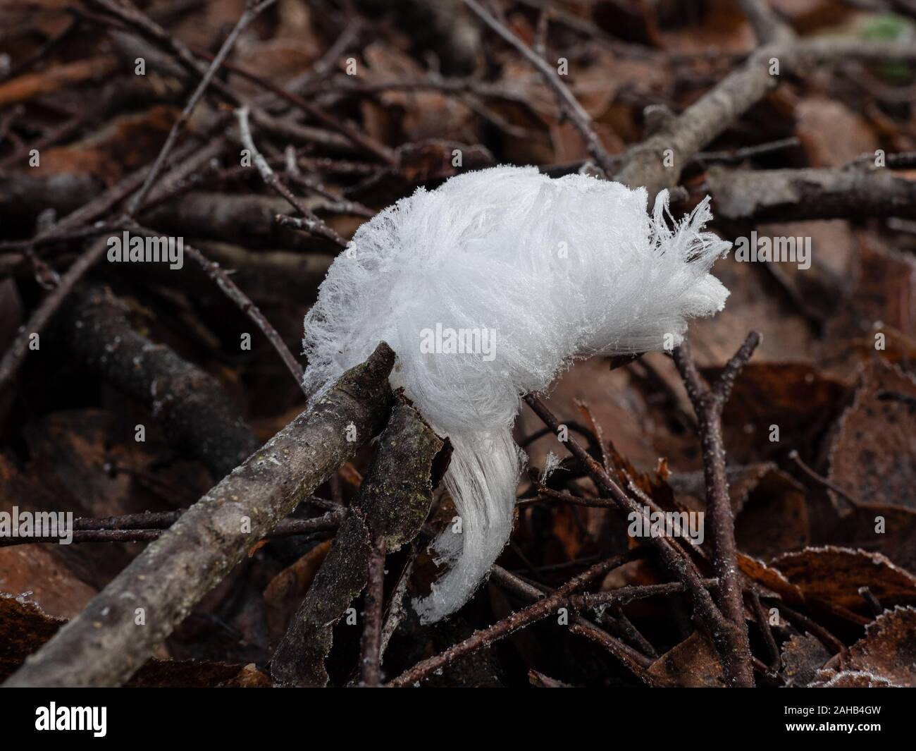 Hair ice, also known as ice wool or frost beard, is a type of ice that ...