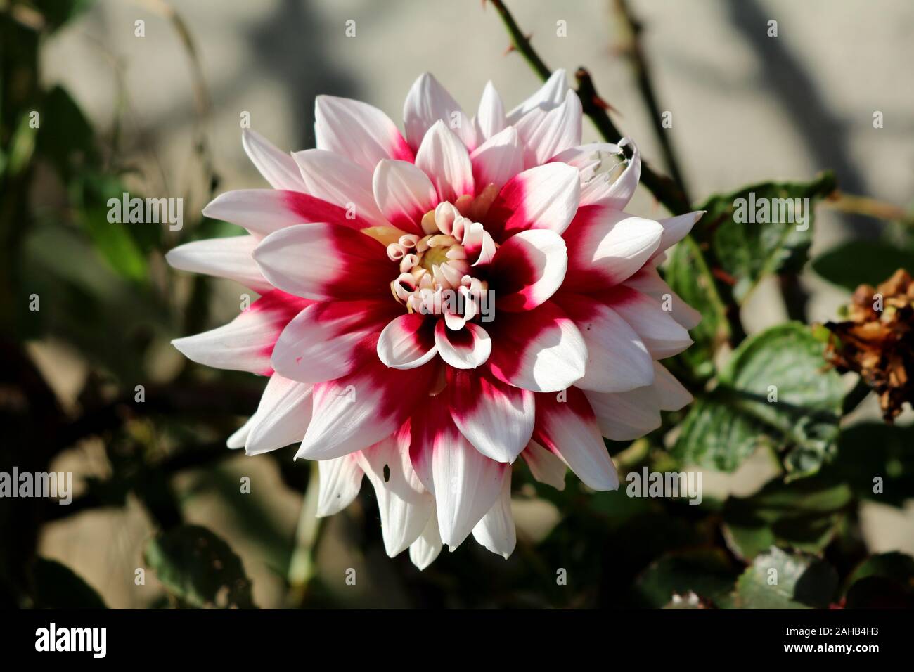 Beautiful Dahlia bushy tuberous herbaceous perennial plant with large ...