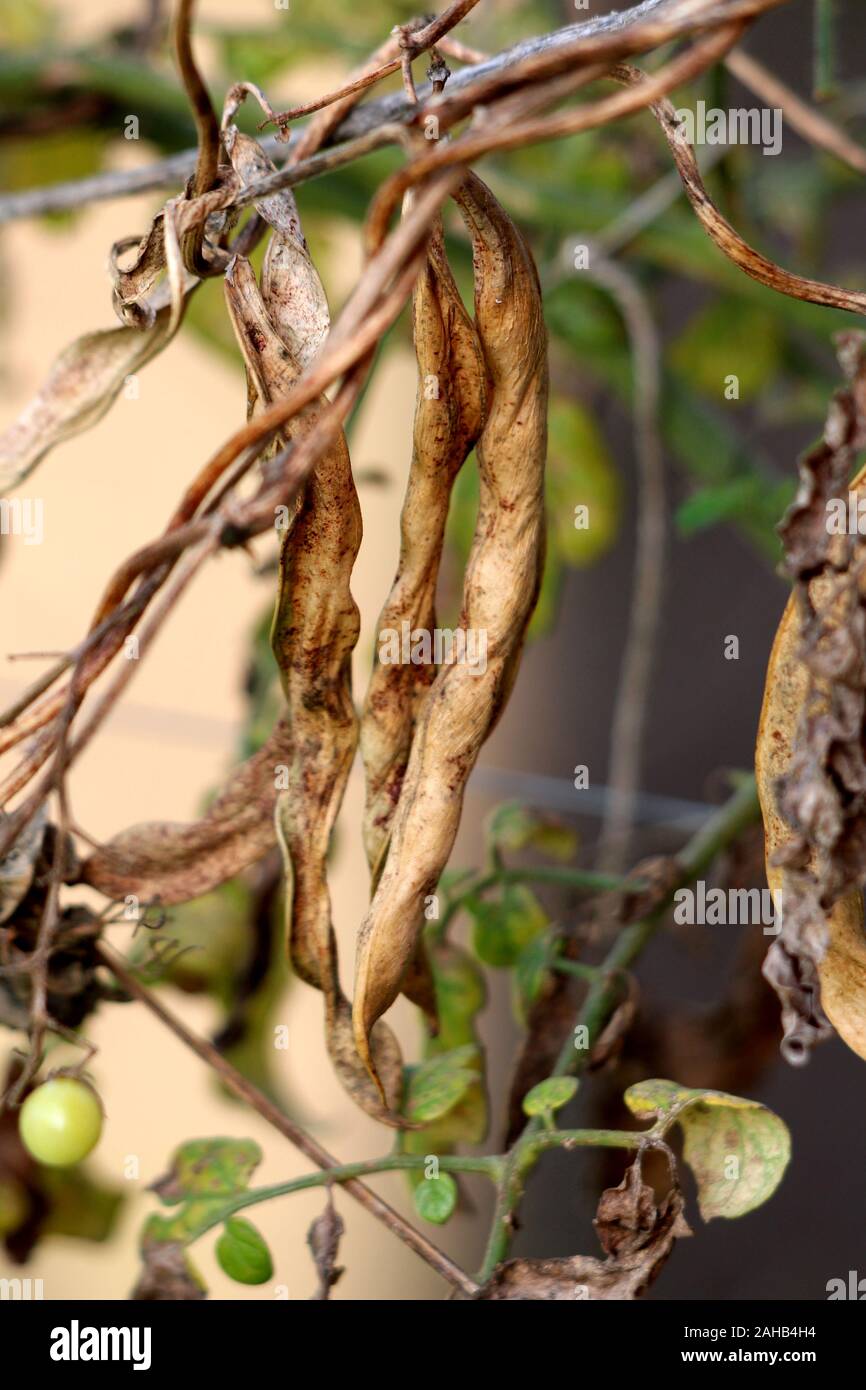 Bean plant with dried shriveled yellow bean pods ready for picking ...