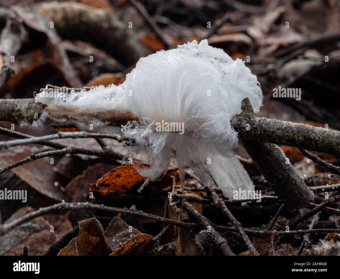 Hair ice forms hi-res stock photography and images - Alamy