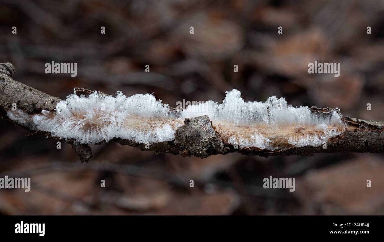Hair ice, also known as ice wool or frost beard, is a type of ice that ...