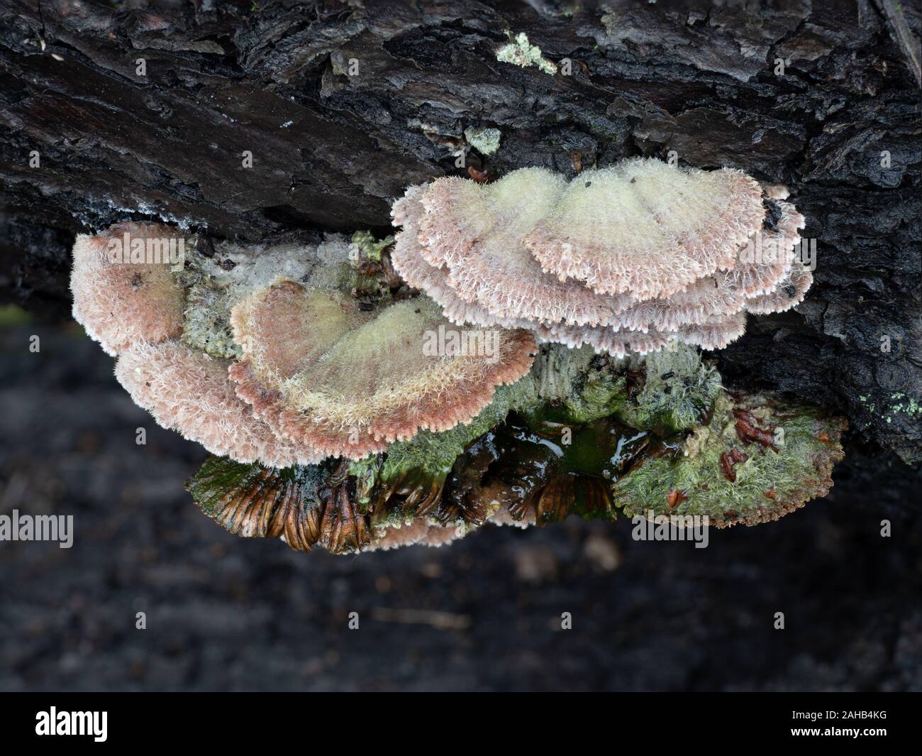 Split gill (Schizophyllum commune) growing in Görvälns naturreservat ...