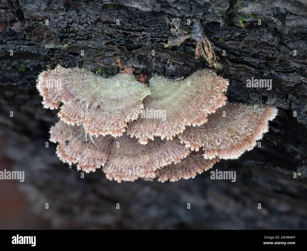 Split gill (Schizophyllum commune) growing in Görvälns naturreservat ...