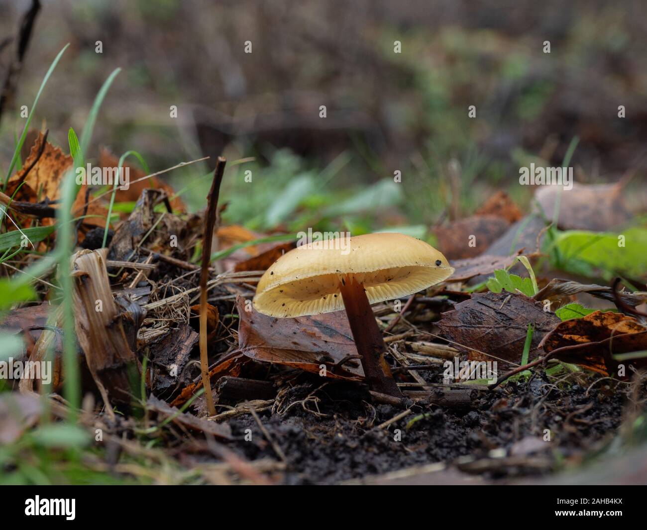 Velvet foot mushroom also known as winter mushroom (Flammulina ...