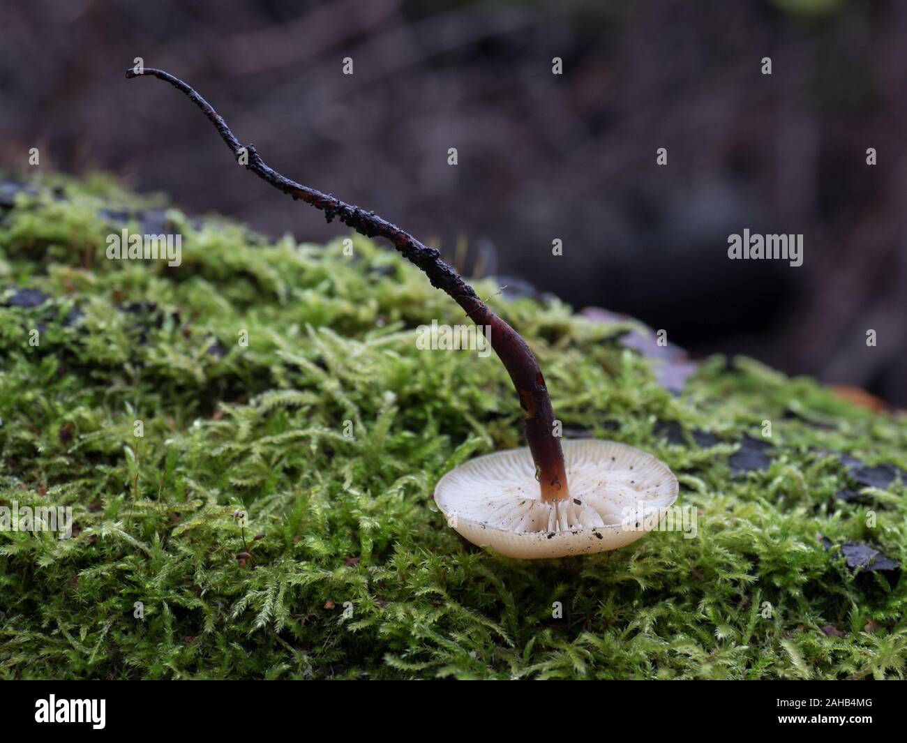 Velvet foot mushroom also known as winter mushroom (Flammulina ...