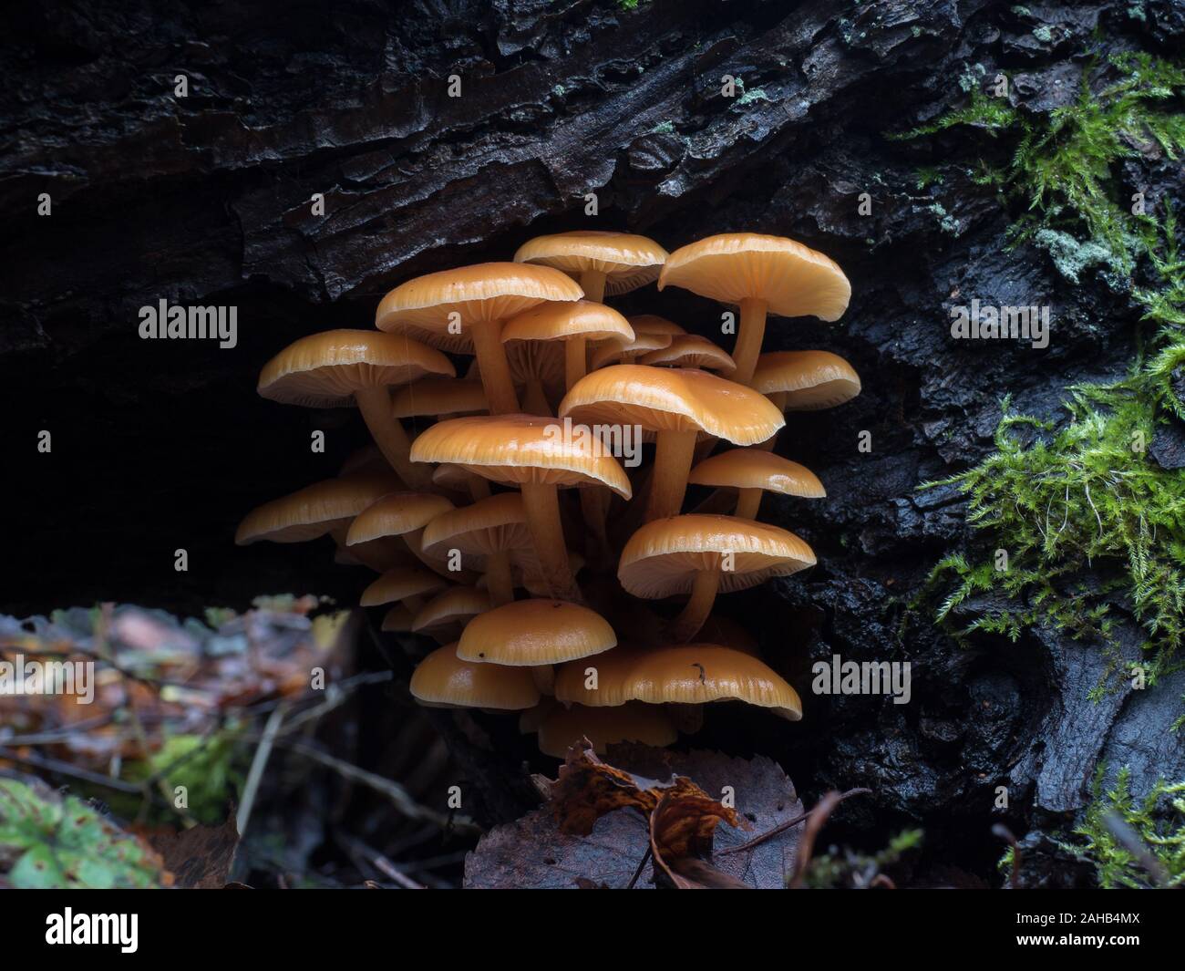 Velvet foot mushroom also known as winter mushroom (Flammulina ...