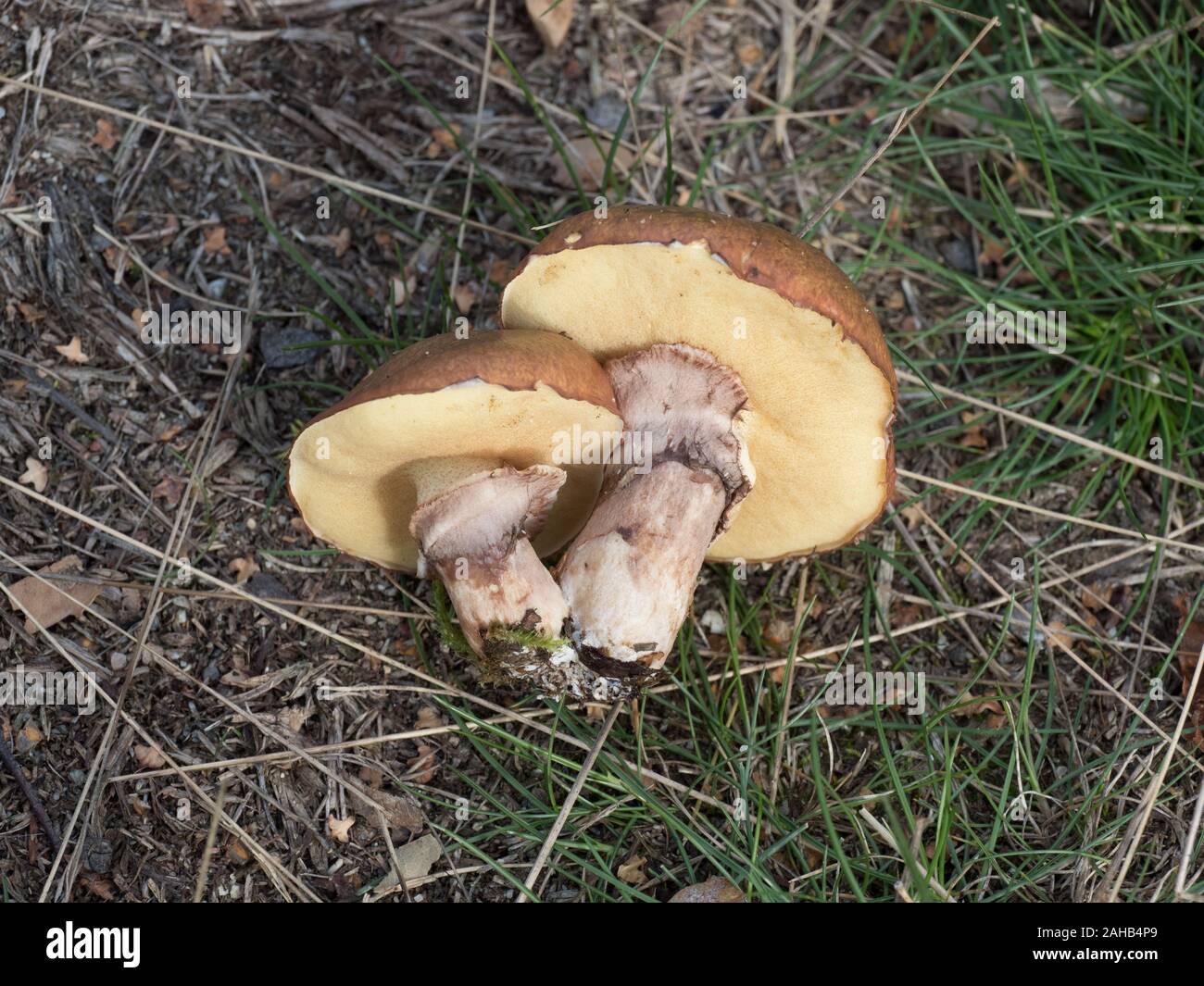 Suillus luteus, commonly referred to as slippery jack or sticky bun ...