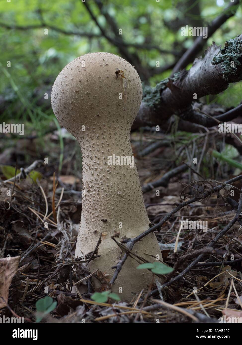 Pestle Puffball High Resolution Stock Photography and Images - Alamy