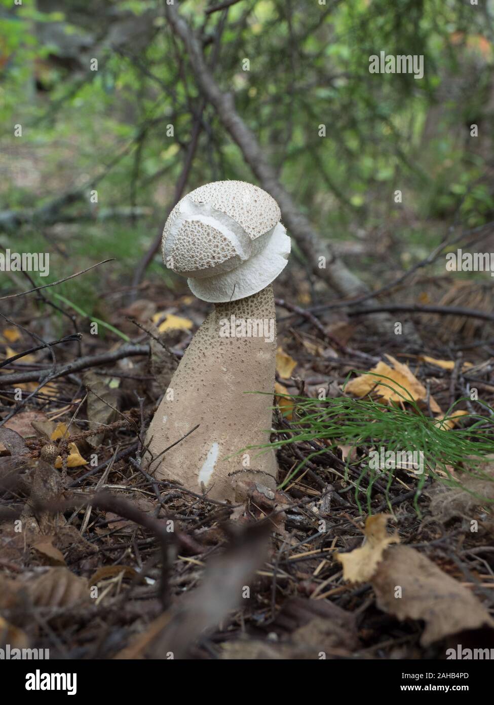 Pestle Puffball High Resolution Stock Photography and Images - Alamy