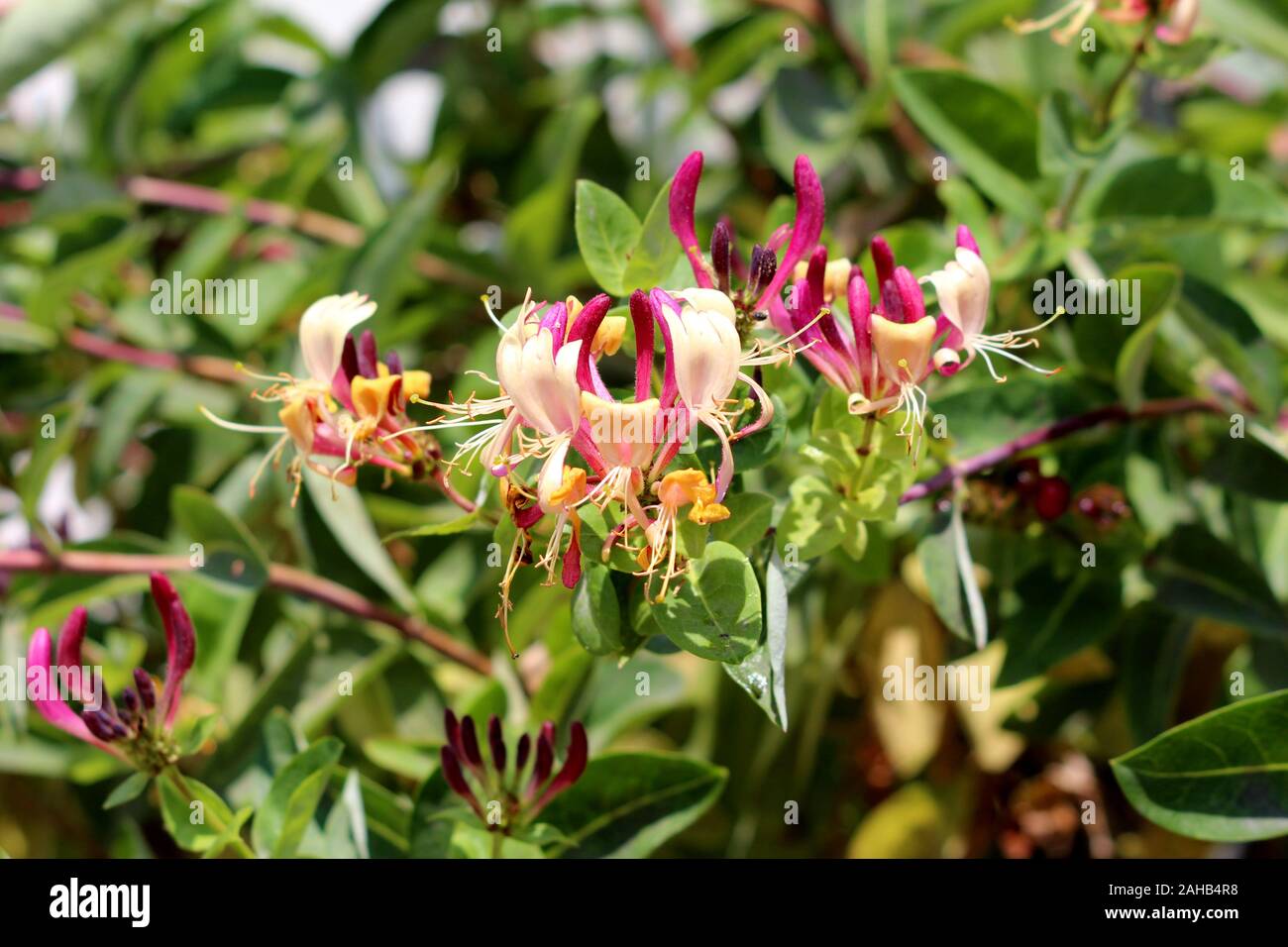 Branch of Honeysuckle or Lonicera hardy twining climber plant with ...