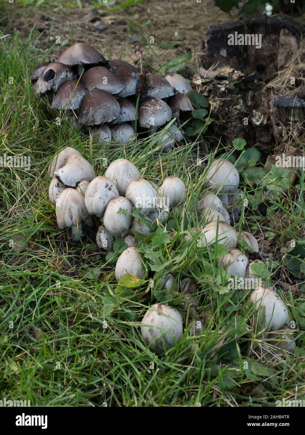 Coprinopsis atramentaria, commonly known as the common ink cap or inky ...