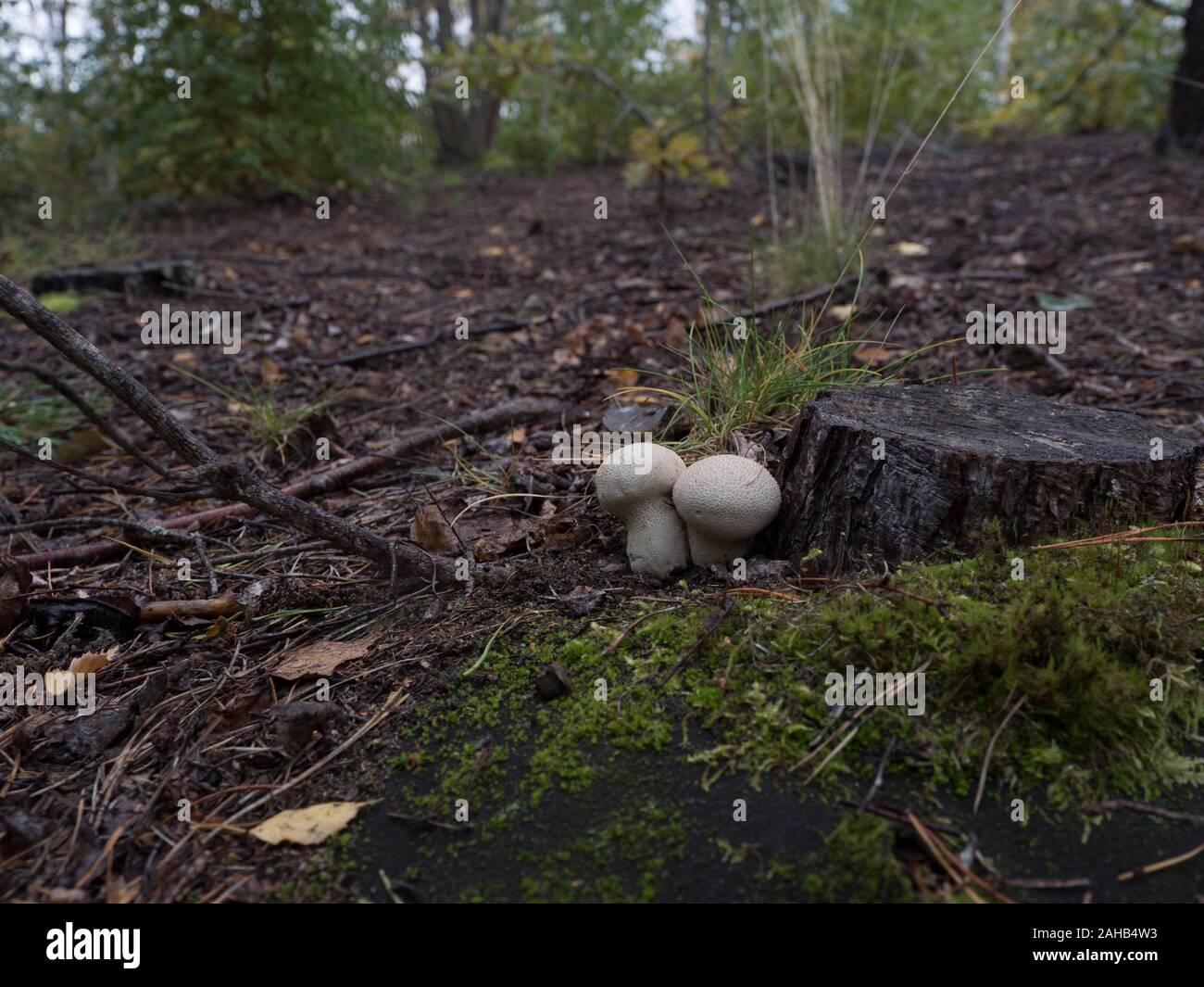 Pestle puffball hi-res stock photography and images - Alamy