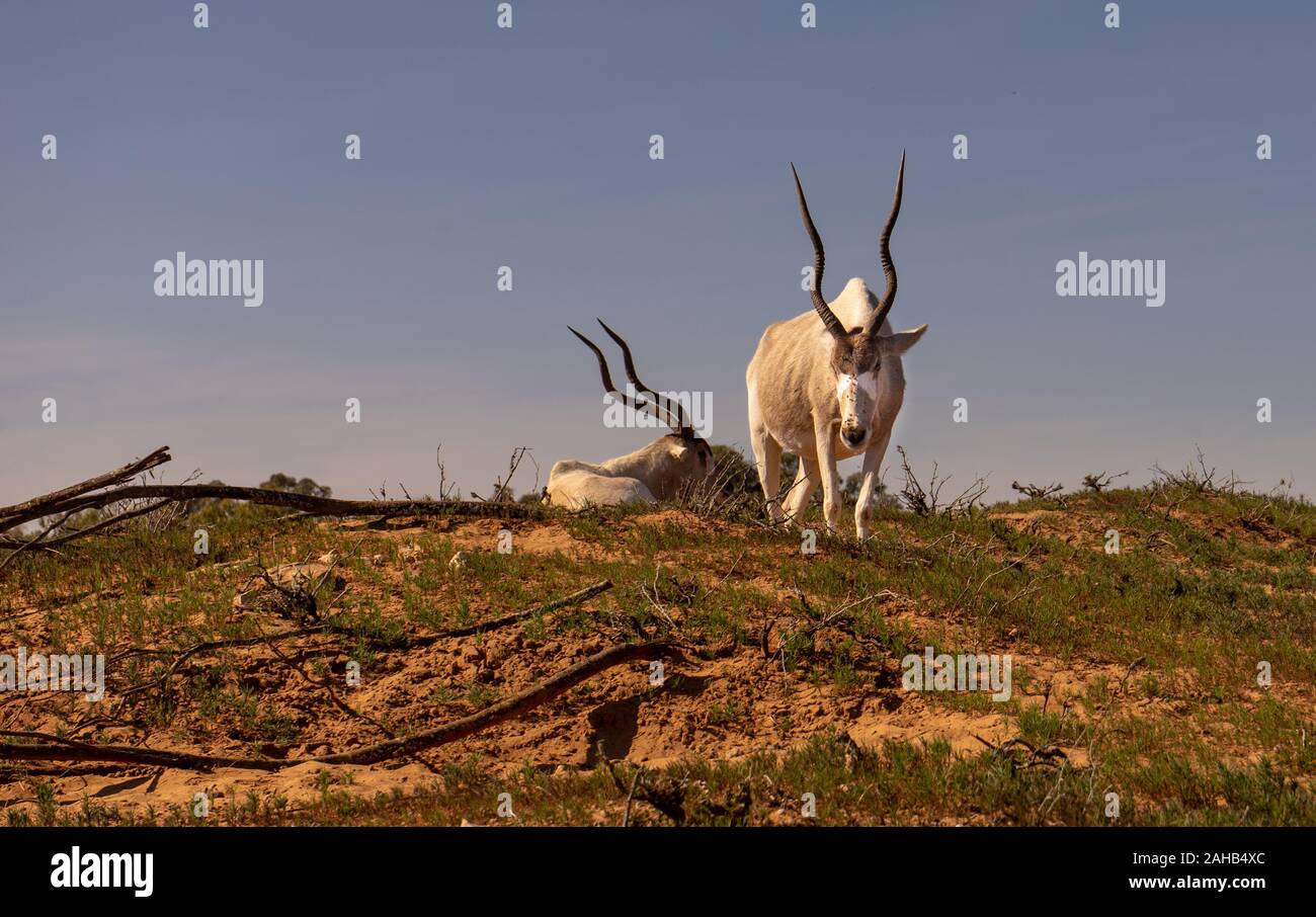 Mendezantelope in the nationalpark souss-massa, morocco Stock Photo - Alamy