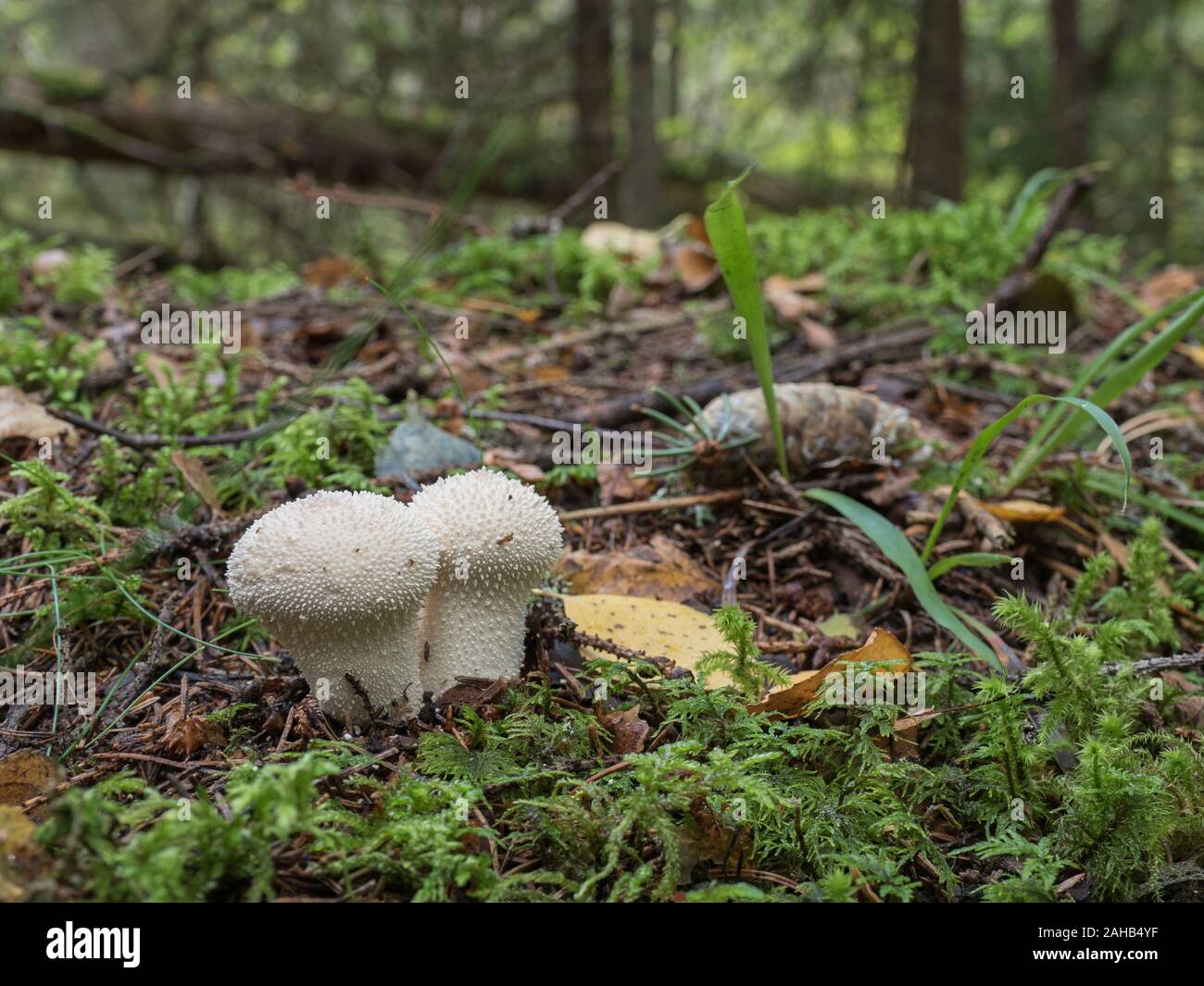 Devils snuff box mushroom hi-res stock photography and images - Alamy