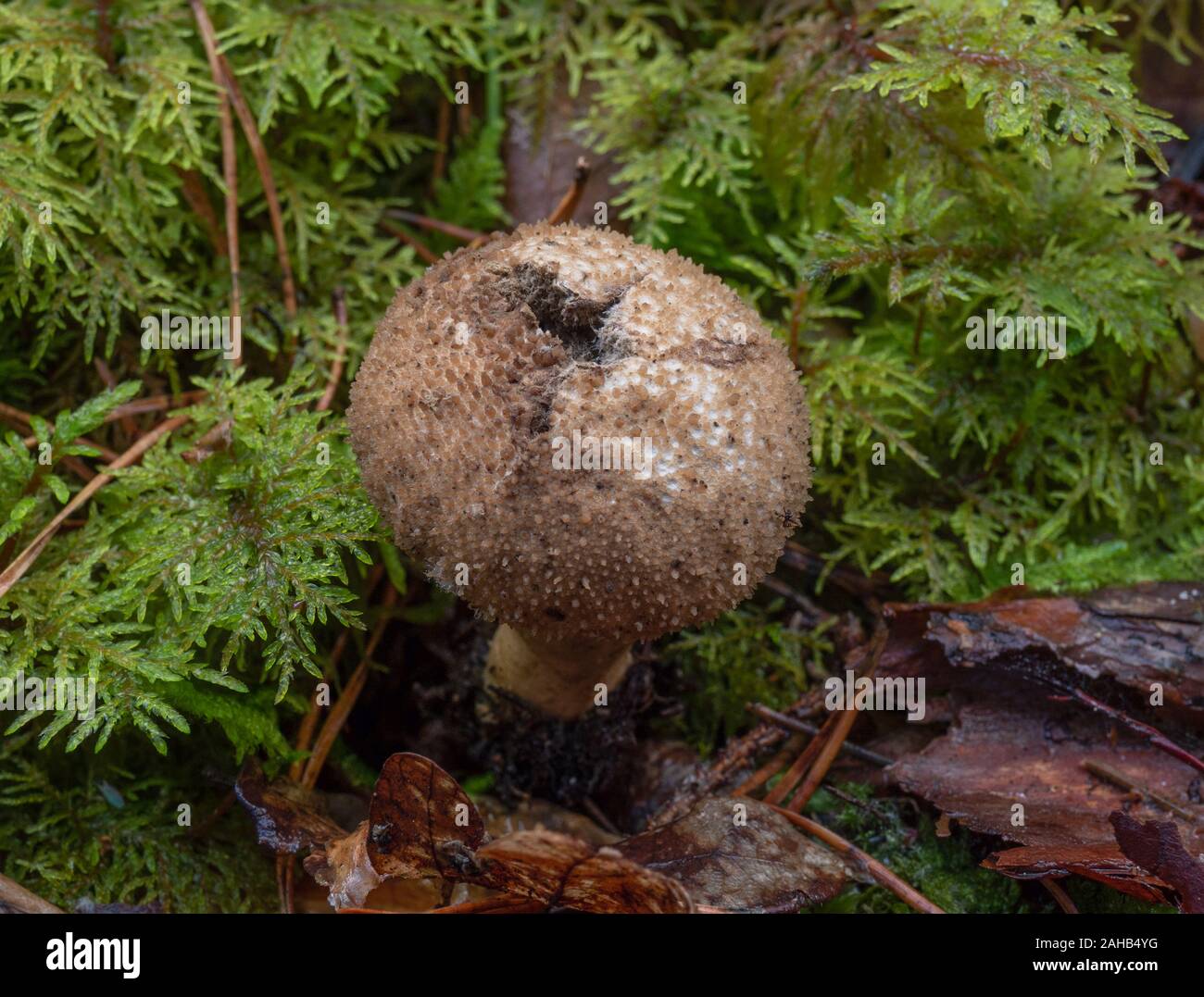 Devils snuff box mushroom hi-res stock photography and images - Alamy