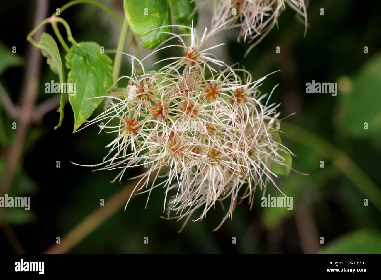 Bunch of densely growing Old mans beard or Clematis vitalba or ...