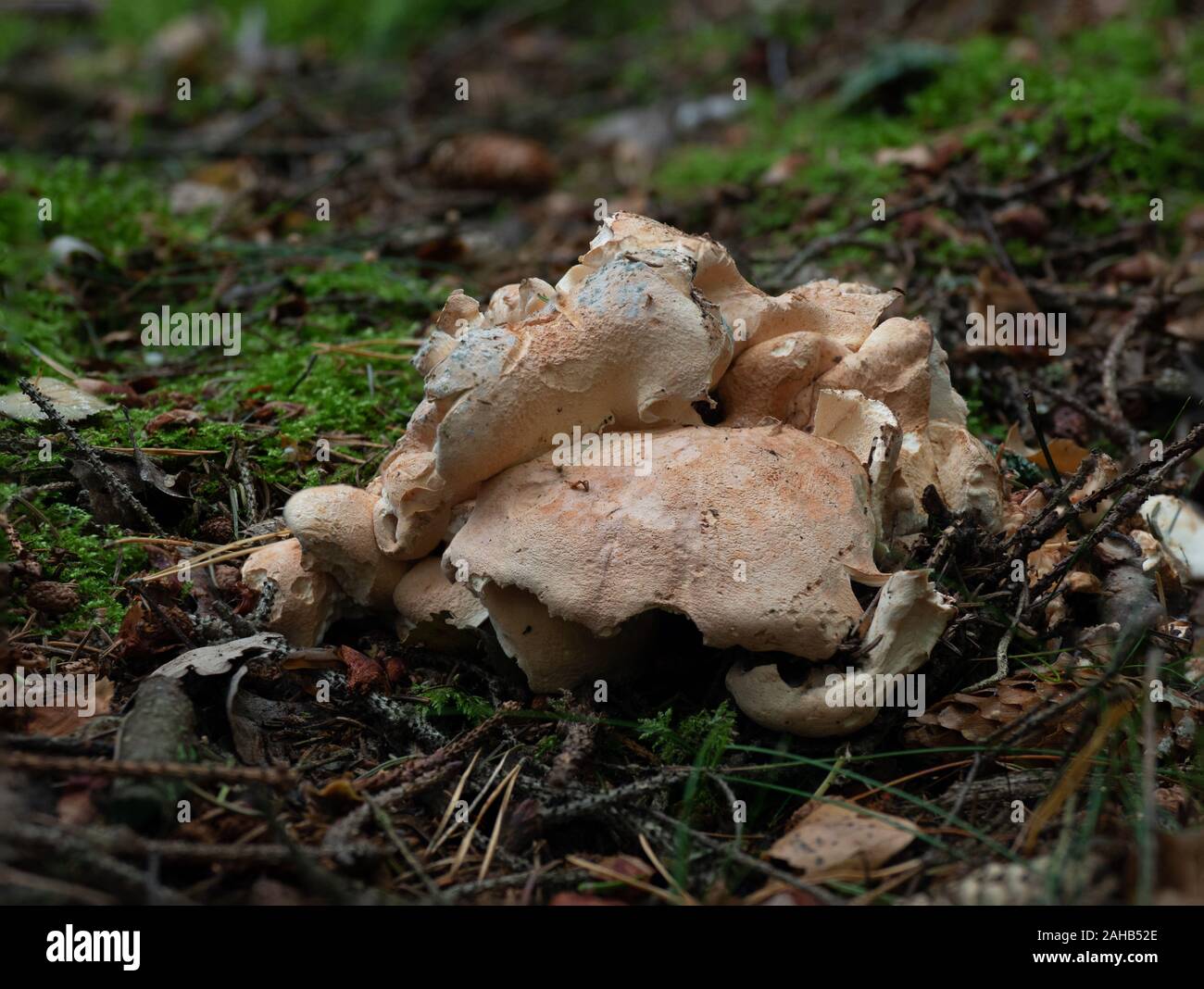 Sheep Polypore (Albatrellus confluens) growing in Görvälns ...