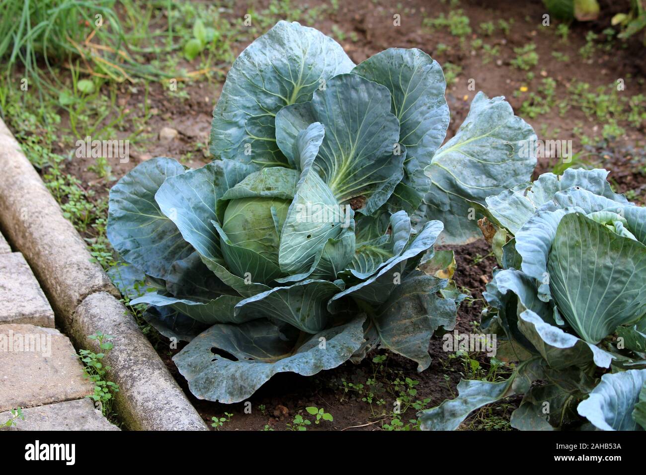 Cabbage or Headed cabbage annual leafy green vegetable crop with large ...