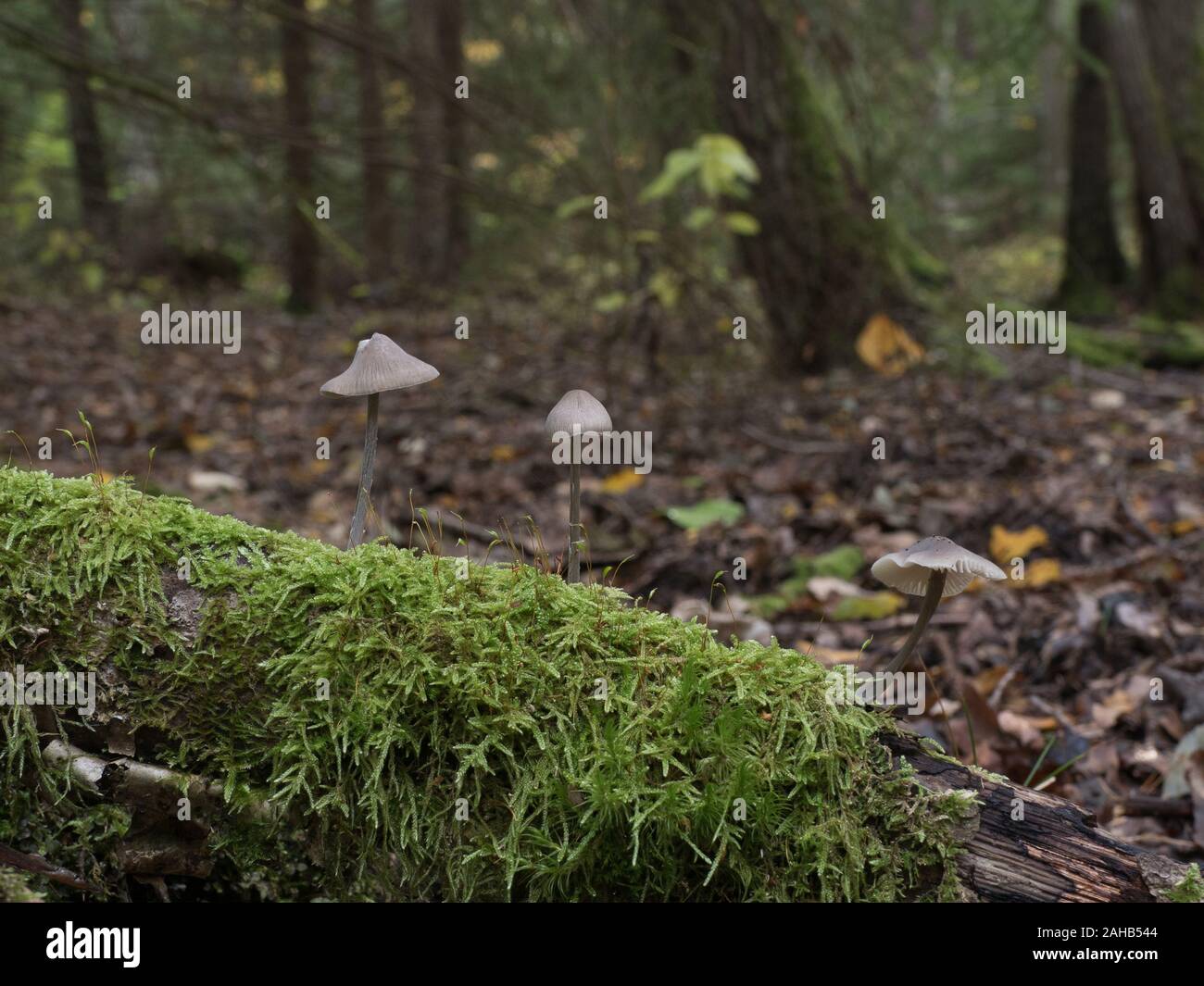 Mycena polygramma hi-res stock photography and images - Alamy
