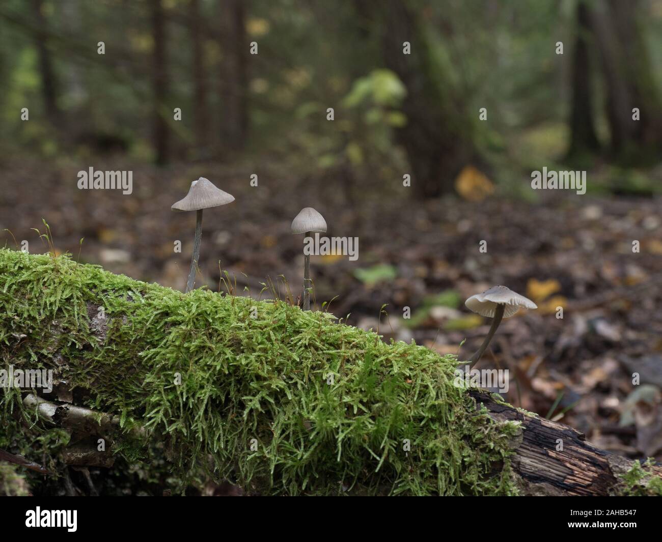 Mycena polygramma, commonly known as the grooved bonnet growing in ...